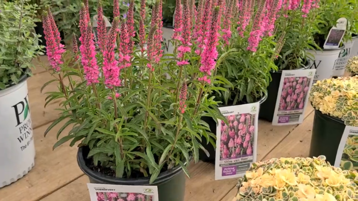 How to Plant, Grow, and Care for Veronica Plants