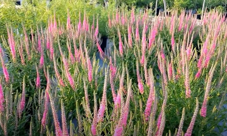 How to Plant, Grow, and Care for Veronica Plants